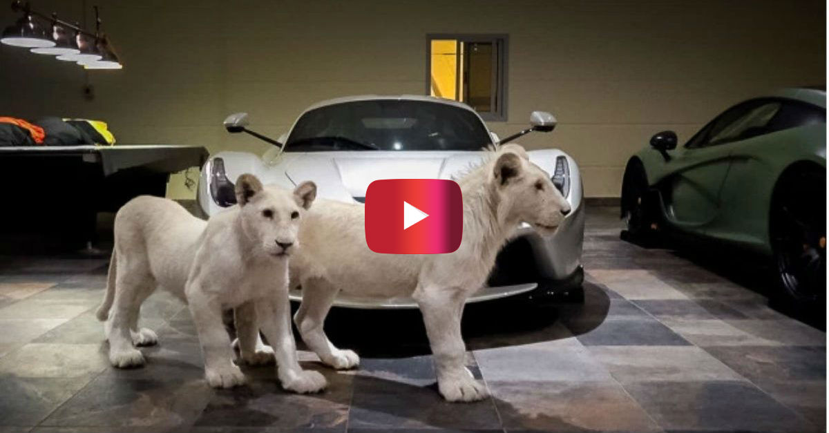 This Extreme Supercar Garage Is Guarded by 2 White Lions - alt_driver