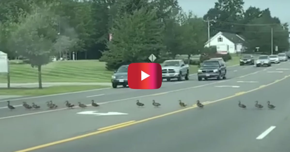 45 Ducklings Crossing Road Make for Most Adorable Traffic Jam of All ...