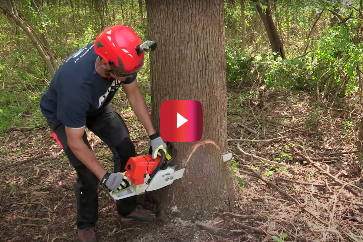 How to Safely and Effectively Fell a Tree With a Chainsaw - alt_driver